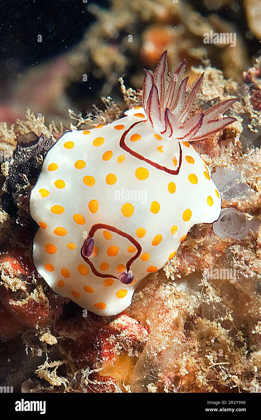 Nudibranch, magnificent star snail (Chromodoris annulata), Thailand ...