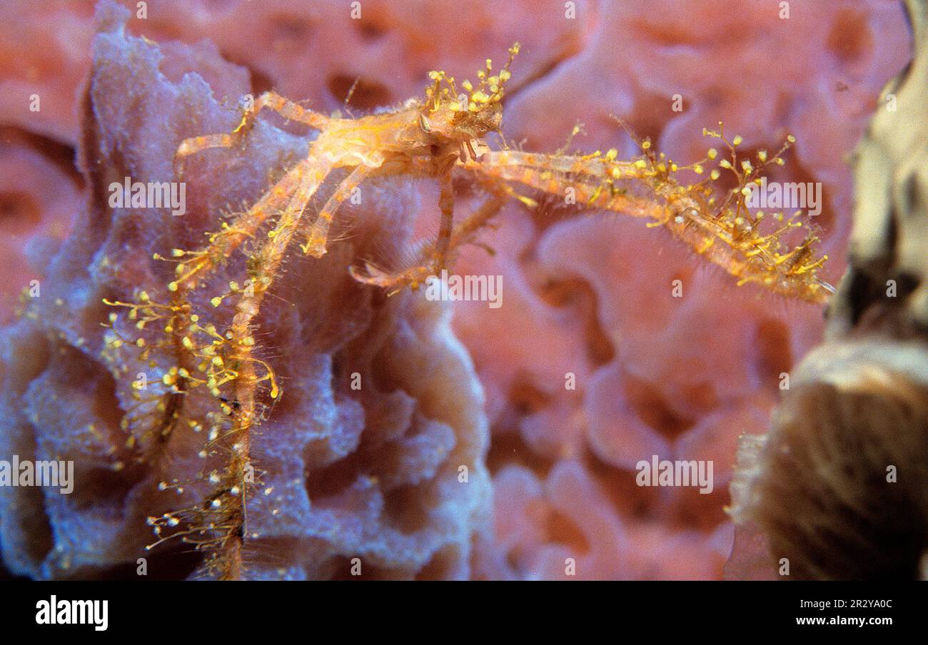 Spider Crab, Caribbean, Spider Crab Stock Photo - Alamy