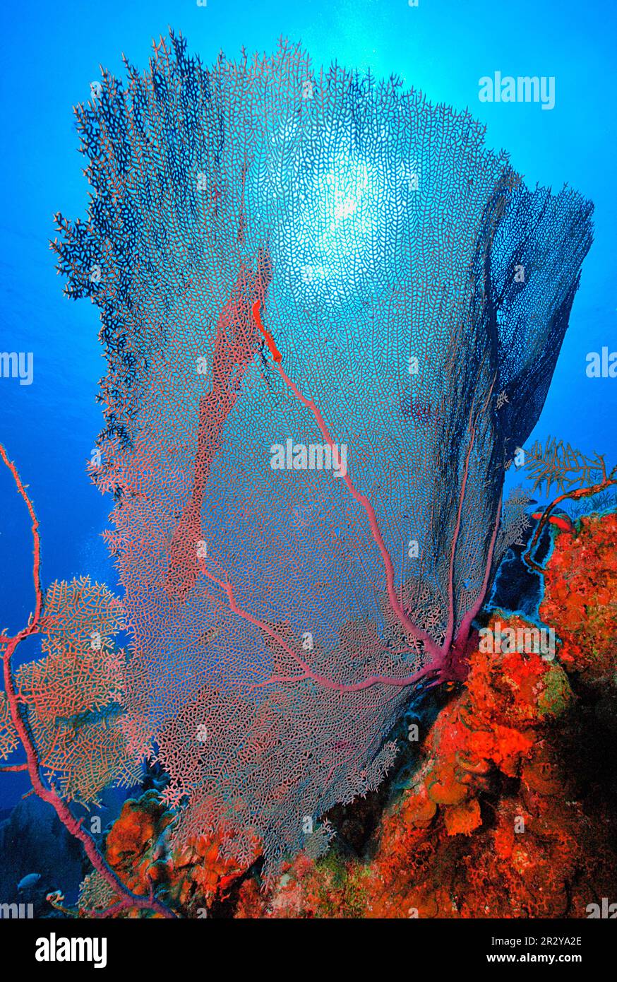 Caribbean fan coral, common sea fan (Gorgonia ventalina Stock Photo - Alamy