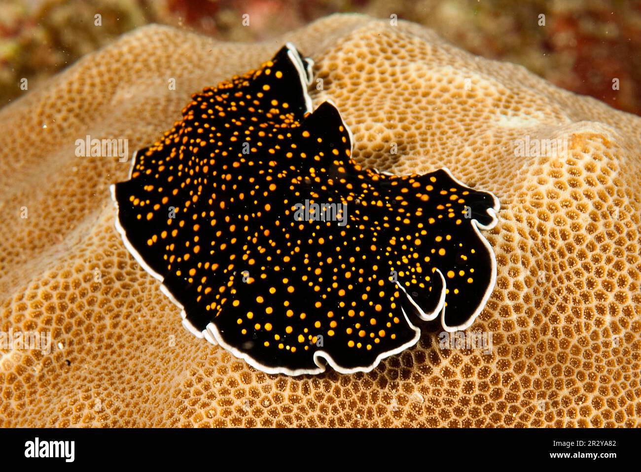 Yellow-spotted whirlworm, Gold-spotted marine whirlworm, Golden warty ...