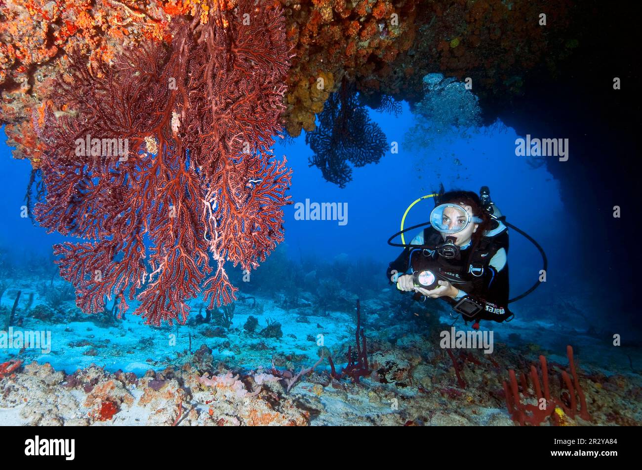 Diver and Caribbean common sea fan (Gorgonia ventalina Stock Photo - Alamy