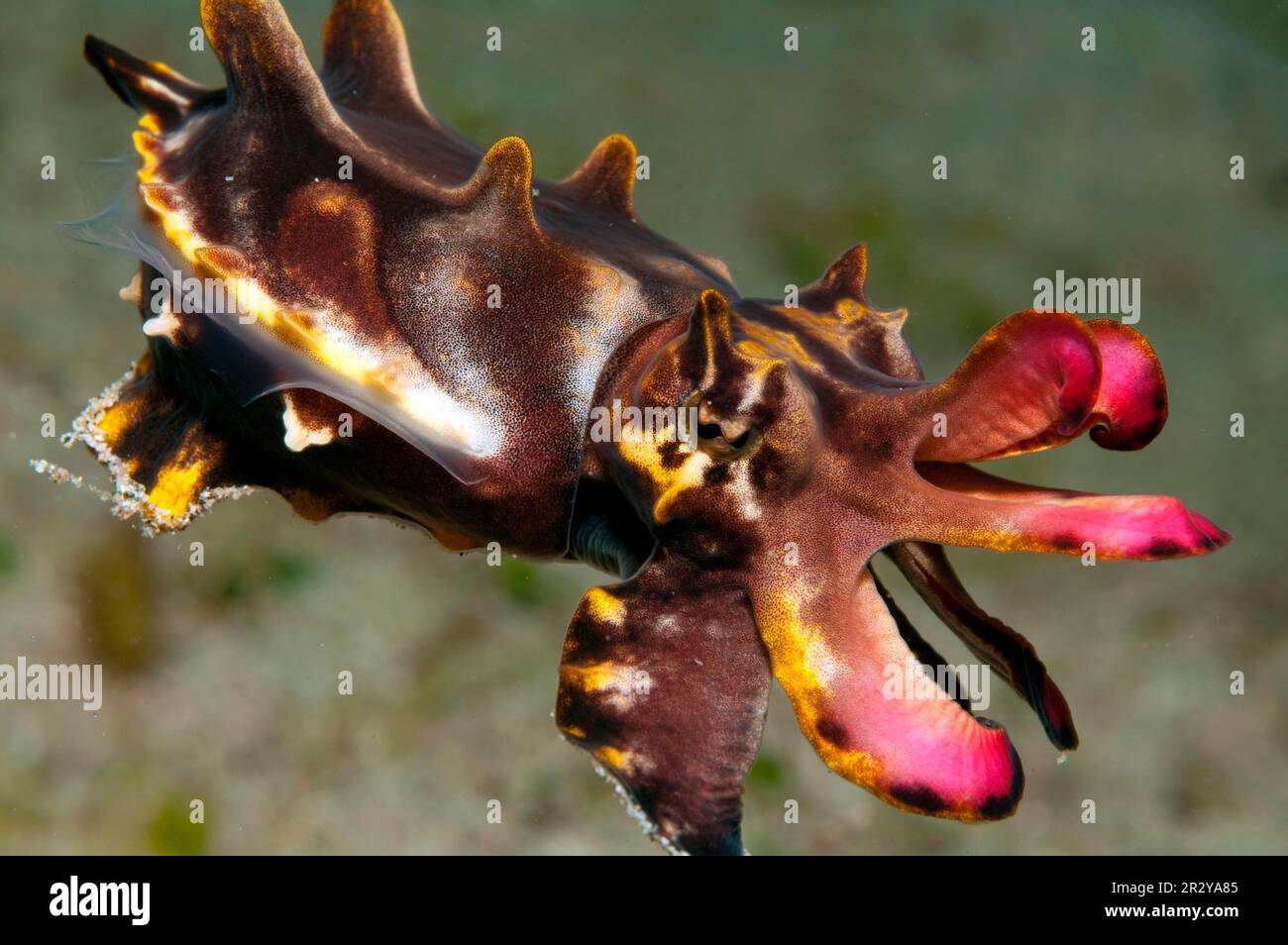Flamboyant cuttlefish (Metasepia pfefferi Stock Photo - Alamy