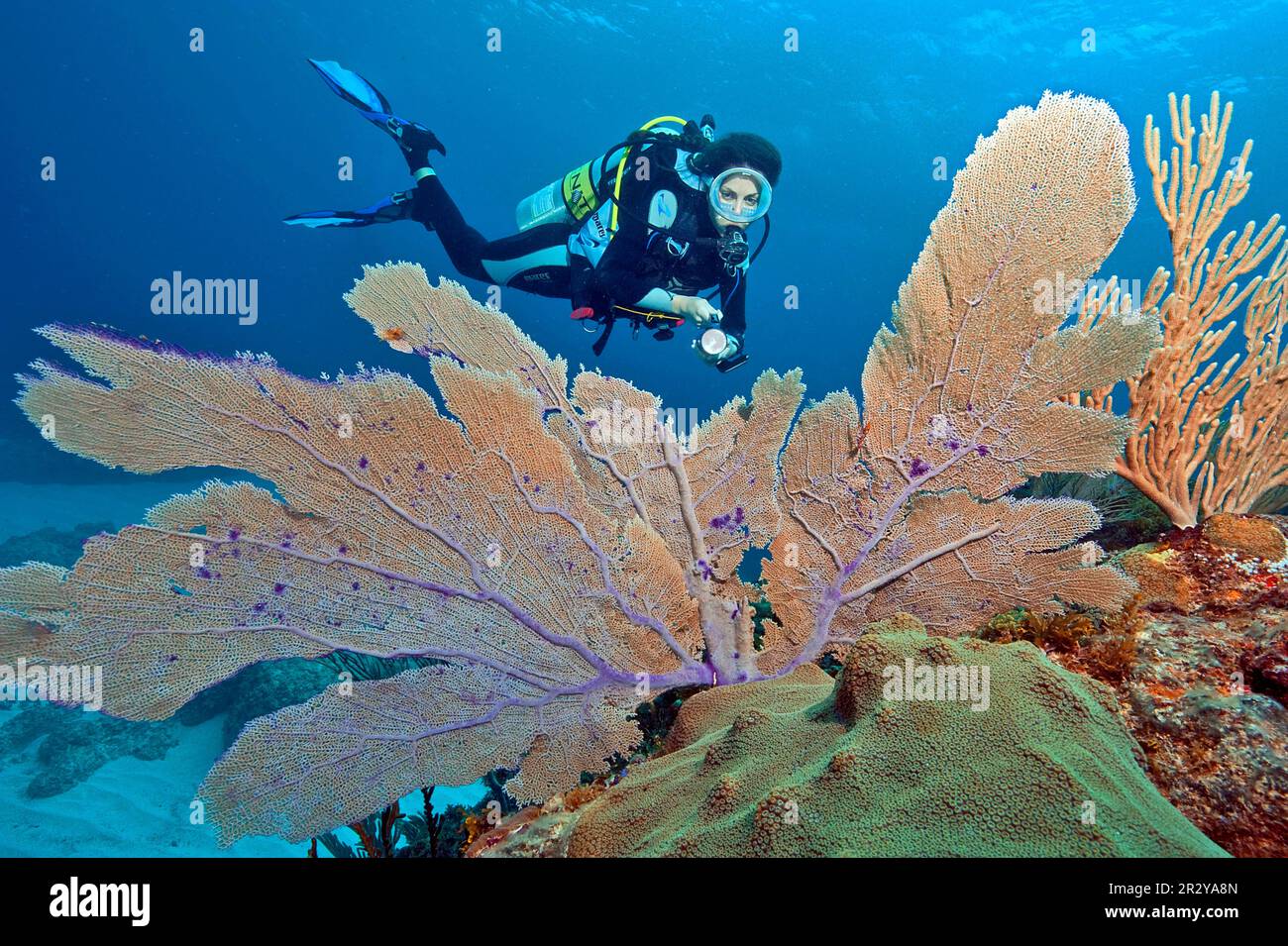 Diver and Caribbean common sea fan (Gorgonia ventalina Stock Photo - Alamy
