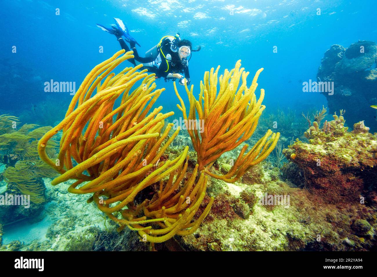 Diver and giant slit-pore sea rod (Plexaurella nutans), Caribbean ...