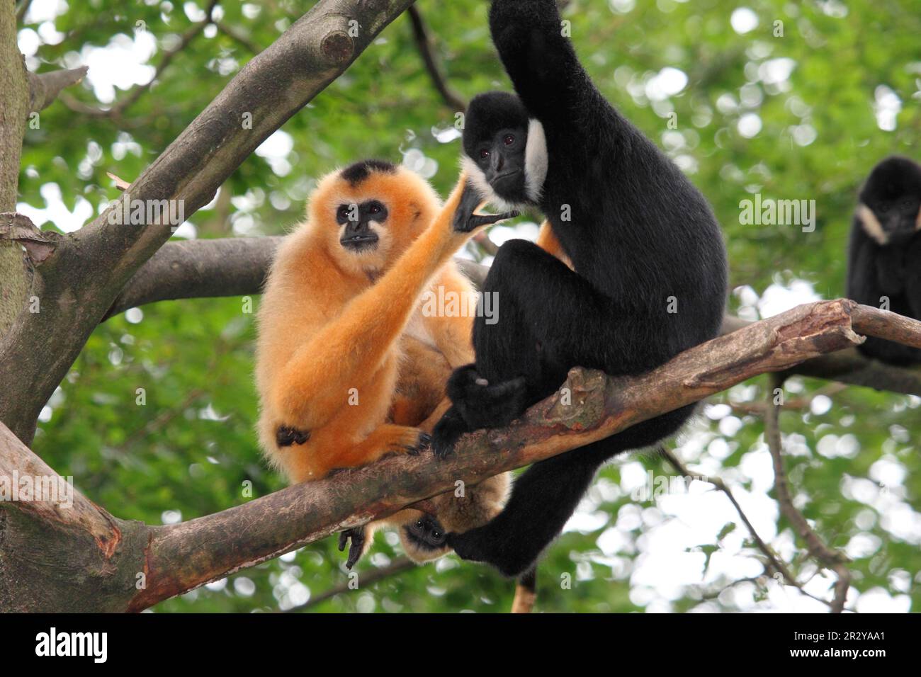 White-cheeked gibbons (Hylobates concolor leucogenys Stock Photo - Alamy