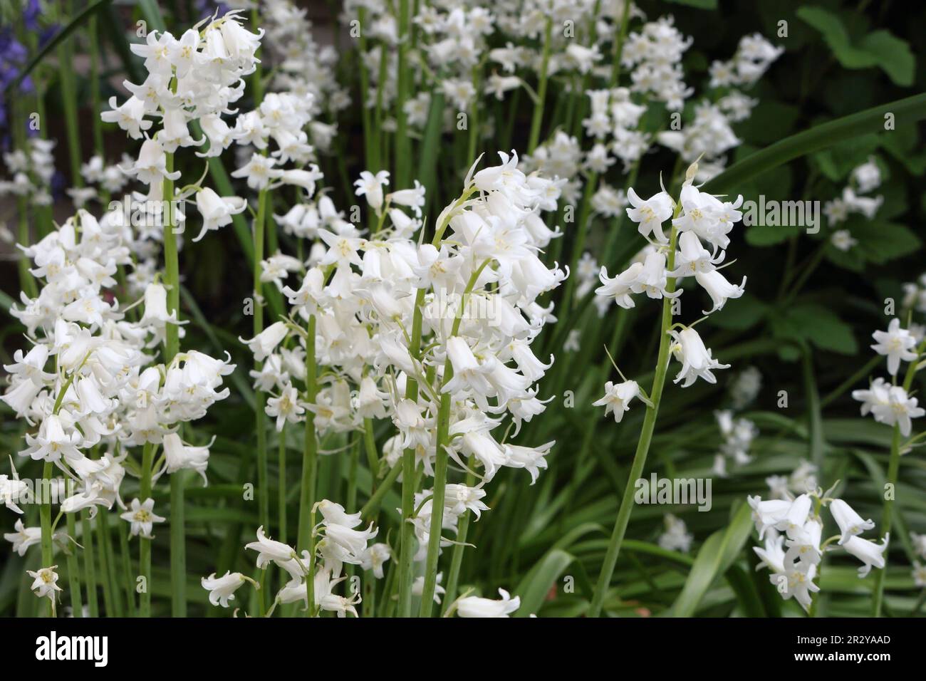 White bell flowers in bloom - Hyacinthoides non-scripta Stock Photo - Alamy