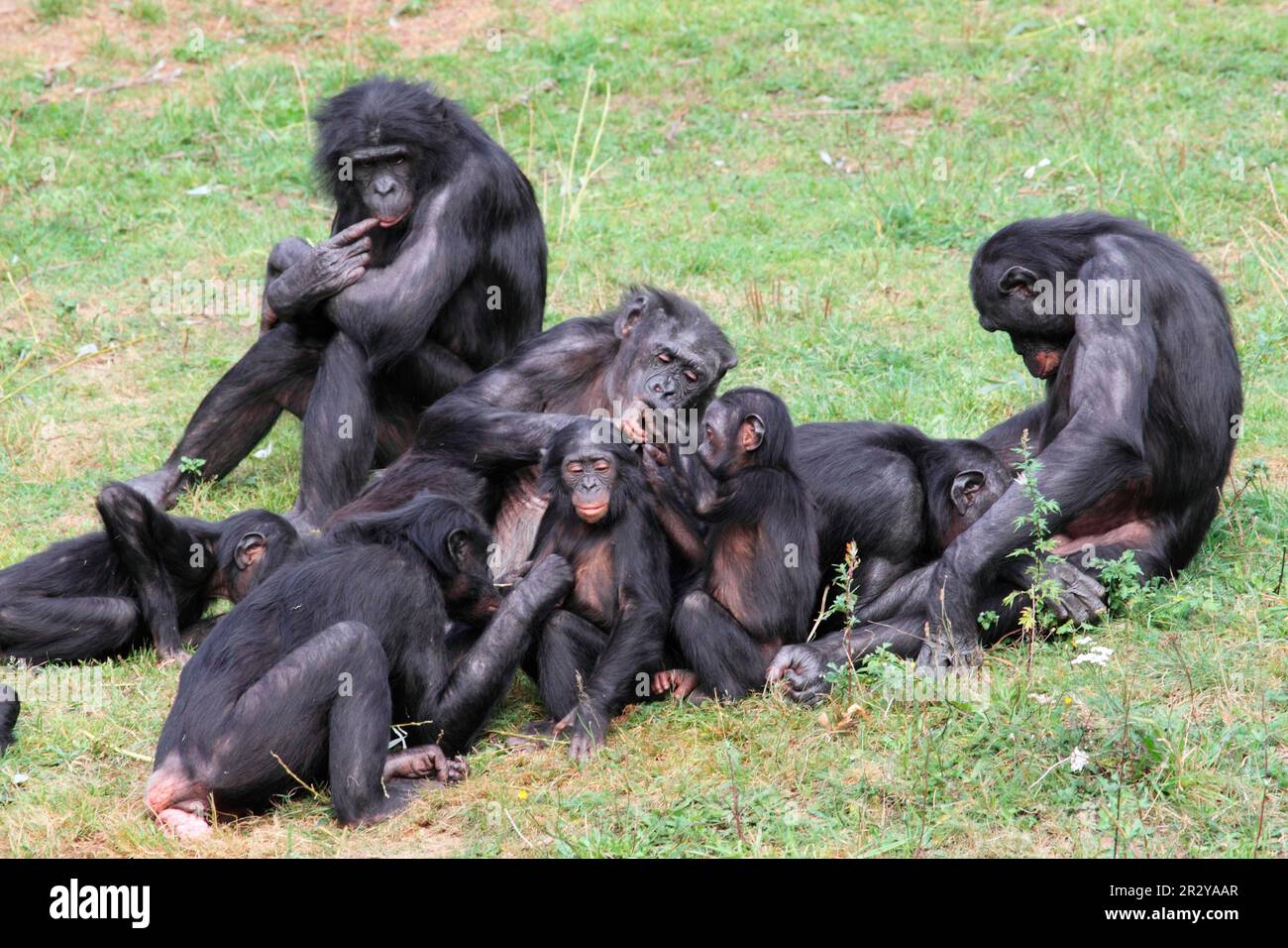 Bonobos hi-res stock photography and images - Alamy