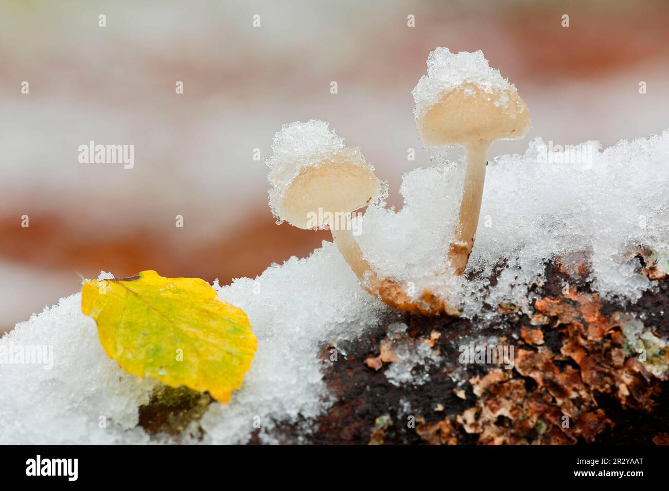 Snow covered mushrooms, Hoheneck, Vosges, France Stock Photo - Alamy