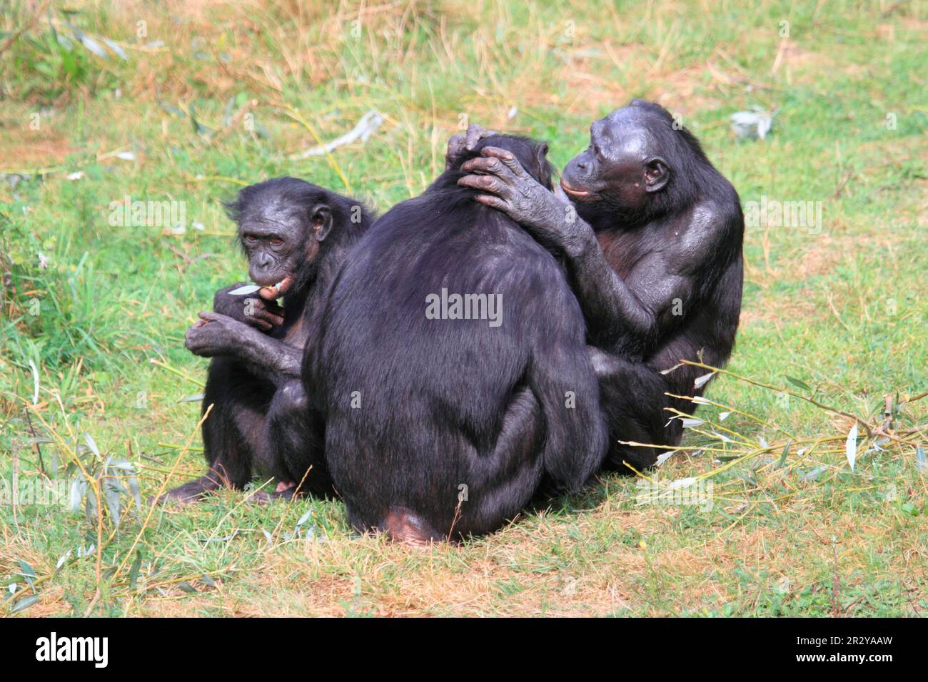 Bonobos (Pan paniscus Stock Photo - Alamy