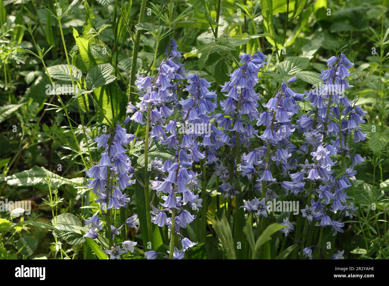 Blue Bell flowers in bloom - Hyacinthoides non-scripta Stock Photo - Alamy