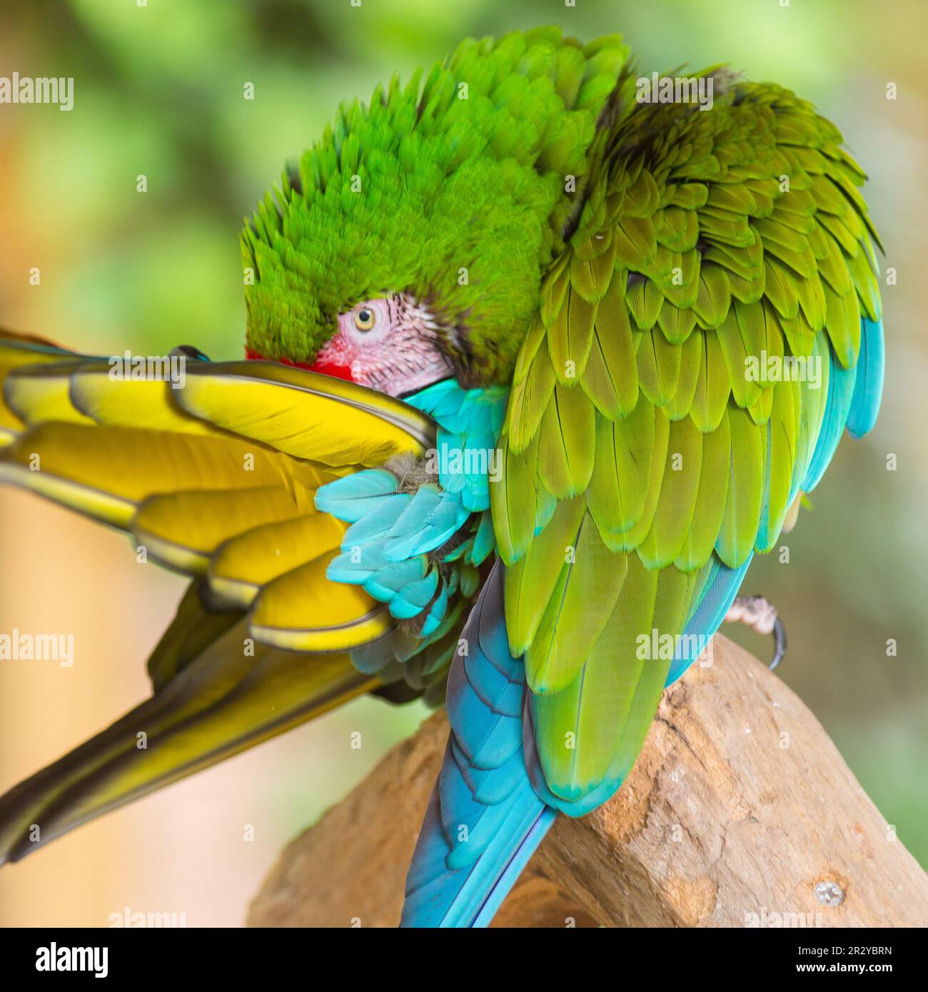 Military macaw (Ara militaris) in a strange position. Real photography ...