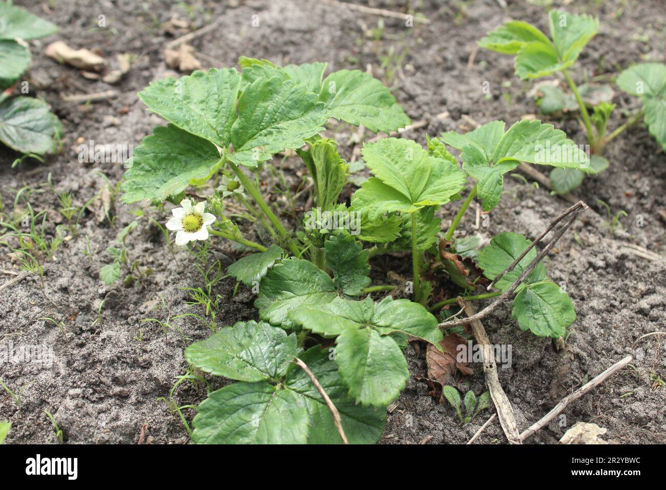 Strawberry plants are the color of the tuber. Growing strawberries ...