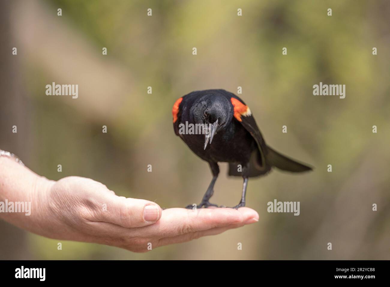 Ottawa, Canada. 21 May 2023.Red Wing Blackbird at Mud Lake. Copyright ...