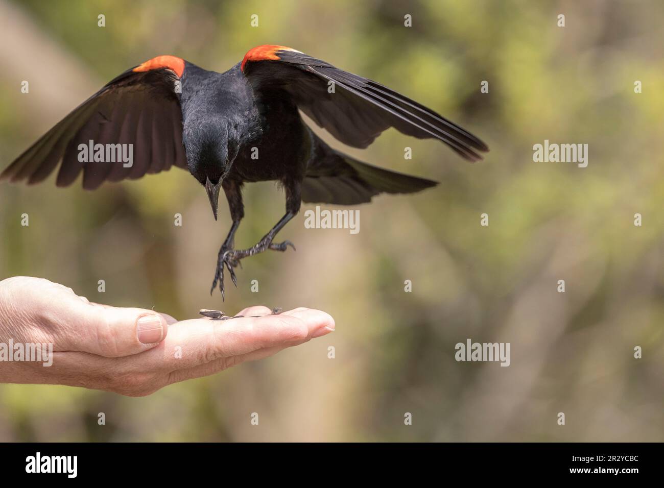 Ottawa, Canada. 21 May 2023.Red Wing Blackbird at Mud Lake. Copyright ...