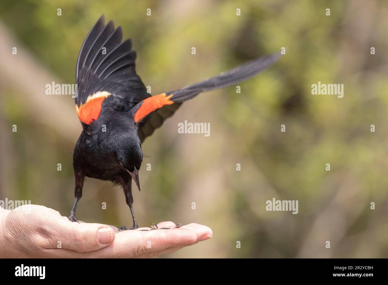 Ottawa, Canada. 21 May 2023.Red Wing Blackbird at Mud Lake. Copyright ...