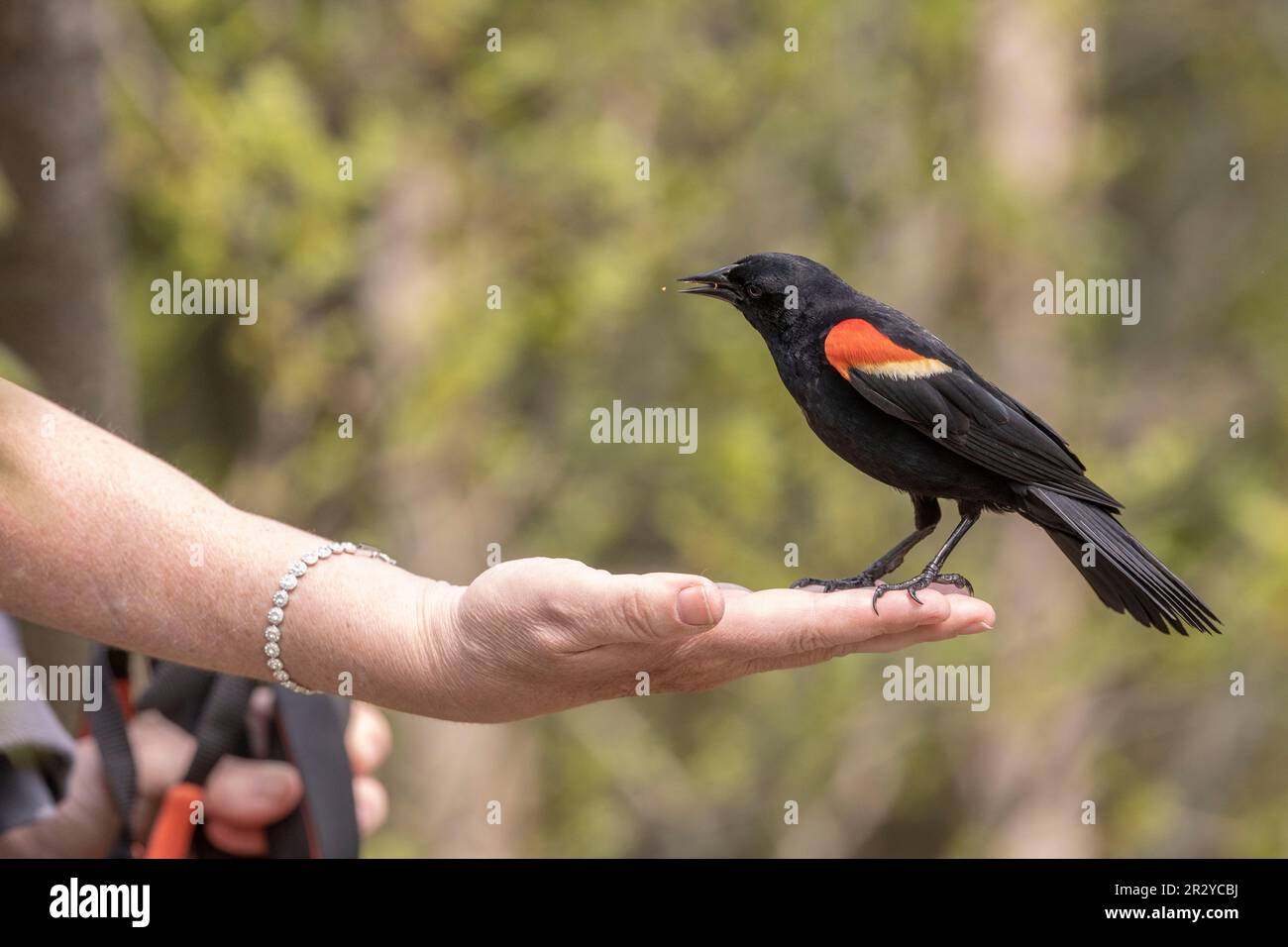 Ottawa, Canada. 21 May 2023.Red Wing Blackbird at Mud Lake. Copyright ...