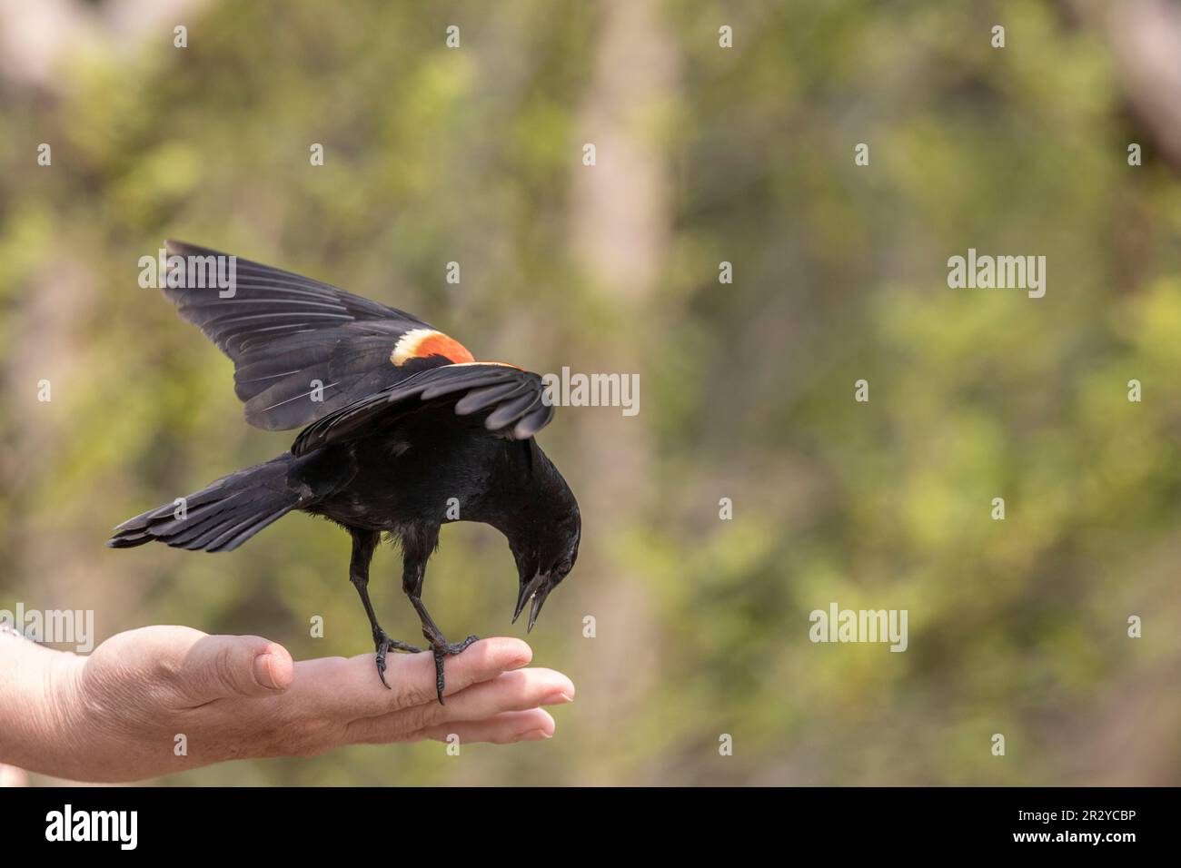 Ottawa, Canada. 21 May 2023.Red Wing Blackbird at Mud Lake. Copyright ...