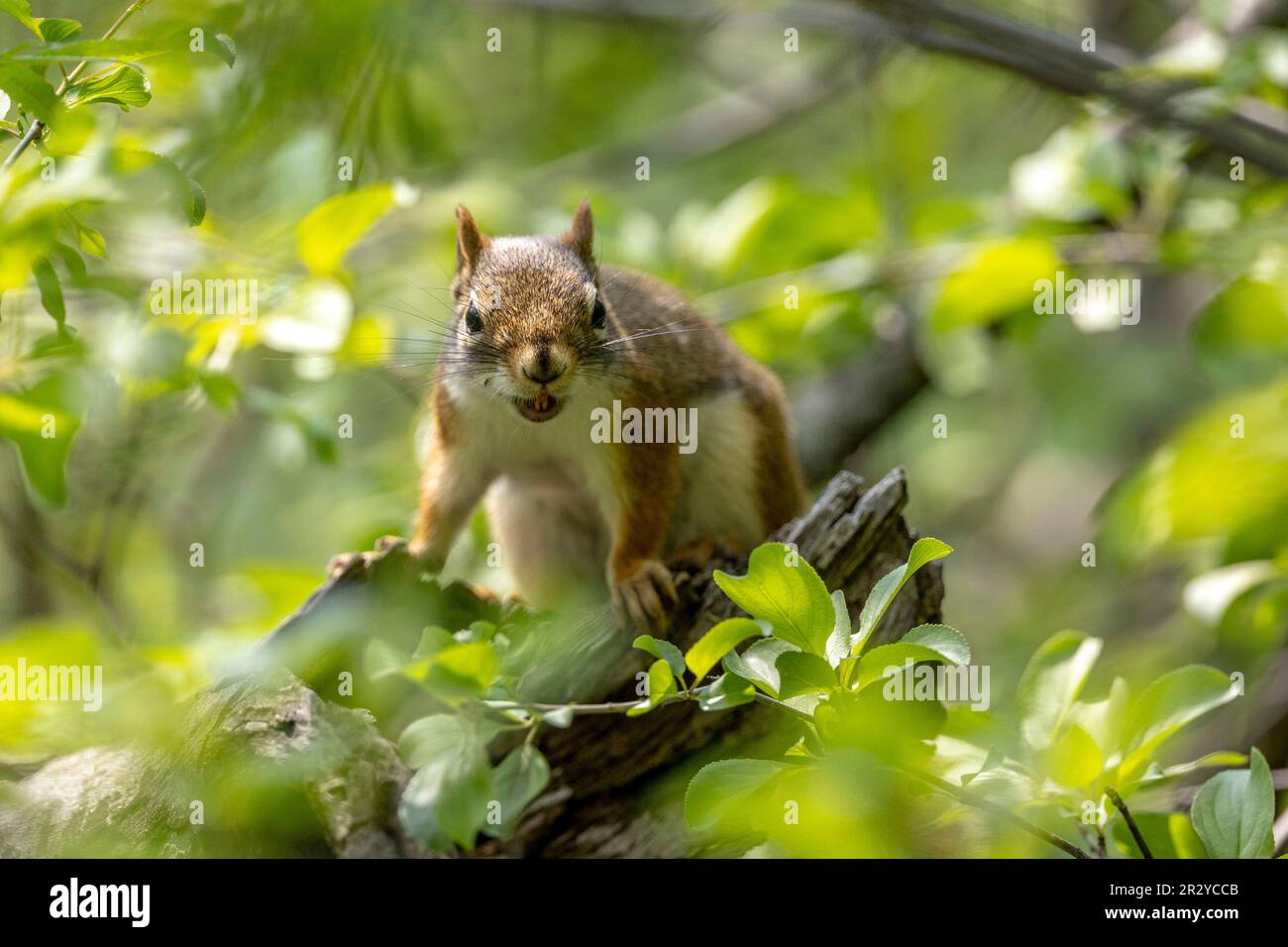 Angry squirrel hi-res stock photography and images - Alamy
