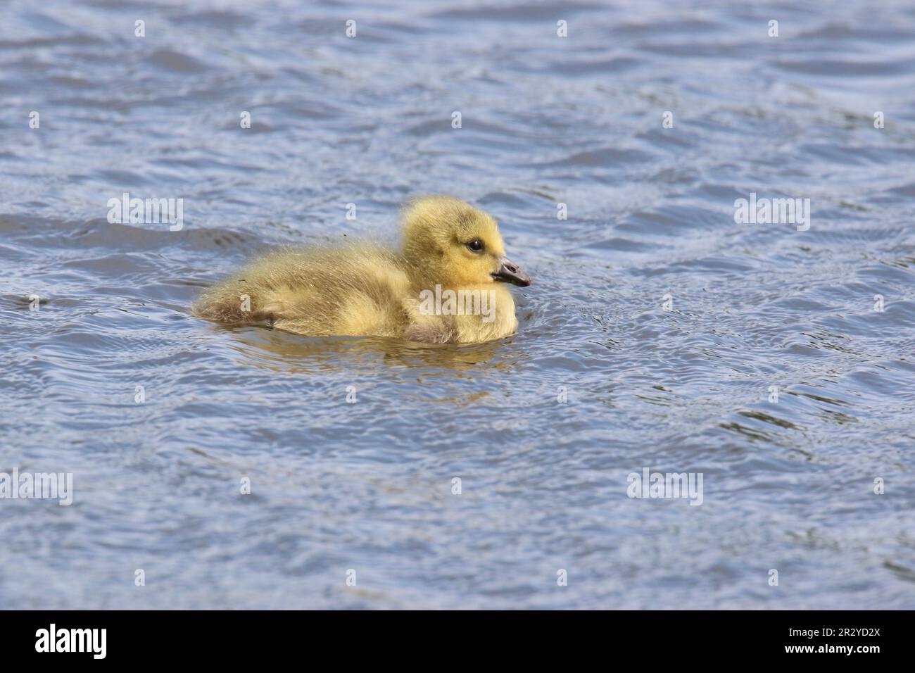 One fluffy yellow Canada goose gosling swimming in blue water in ...