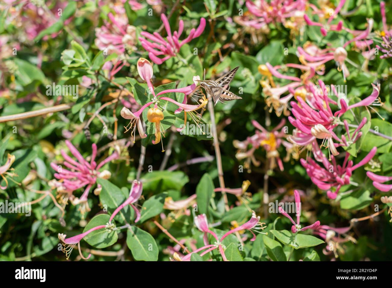 White-lined sphinx moth, Common name Hawkmoth or Hummingbird moth ...