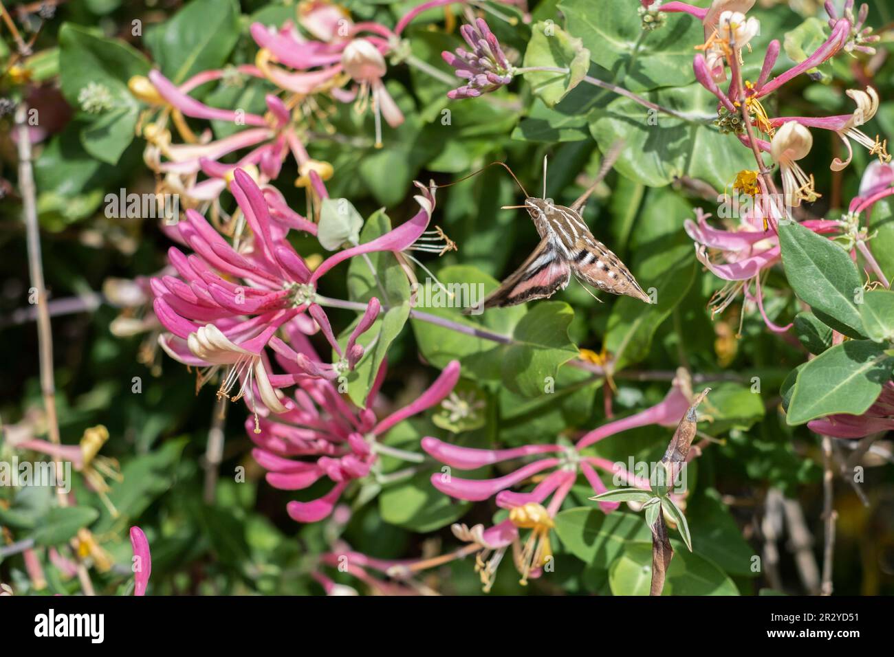 White-lined sphinx moth, Common name Hawkmoth or Hummingbird moth ...