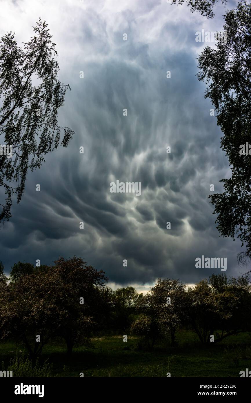 Mammatus cloud above the trees in the sky in contrast - a rare atmospheric phenomenon Stock ...