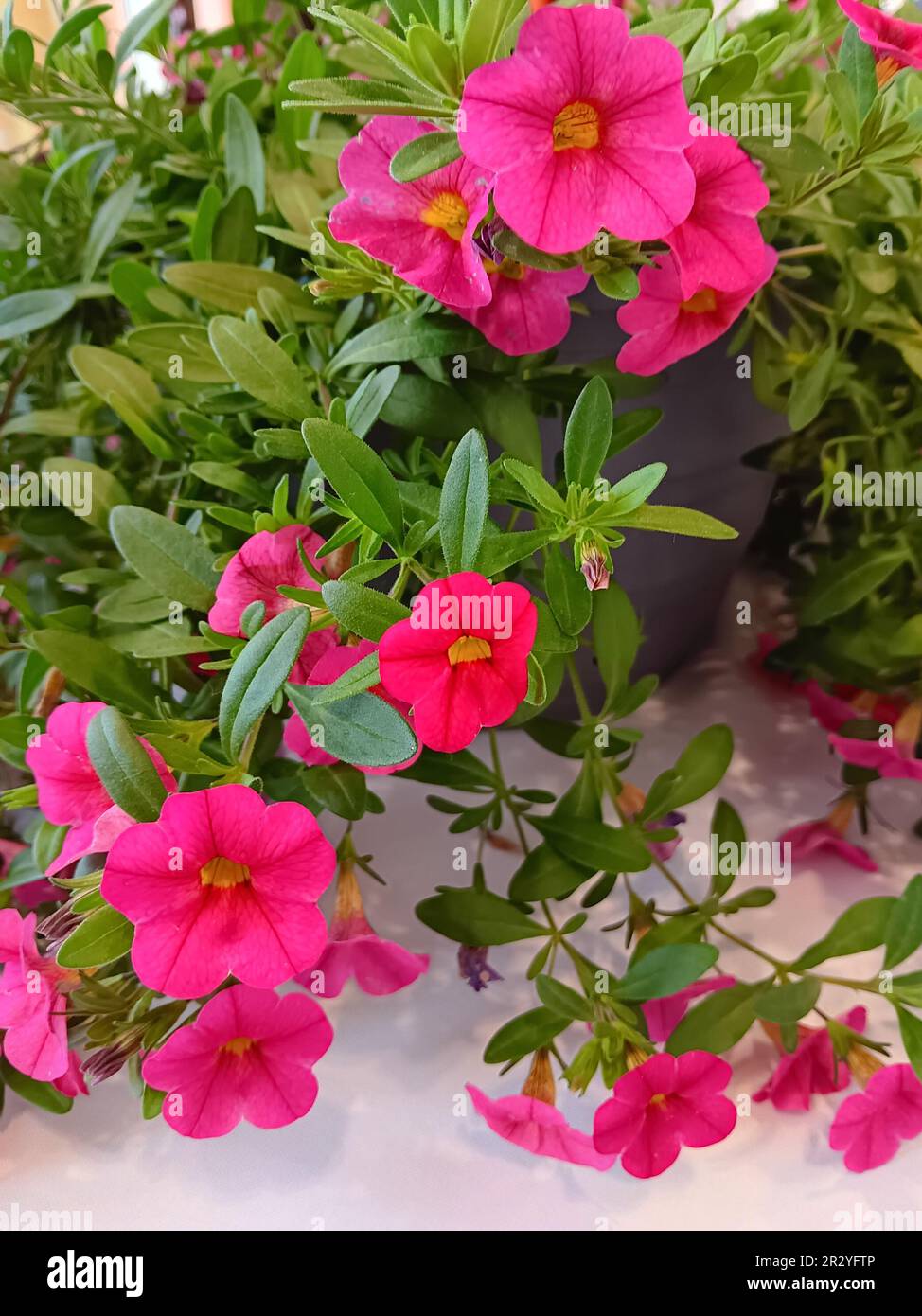 Simple green flowers petals hi-res stock photography and images - Alamy