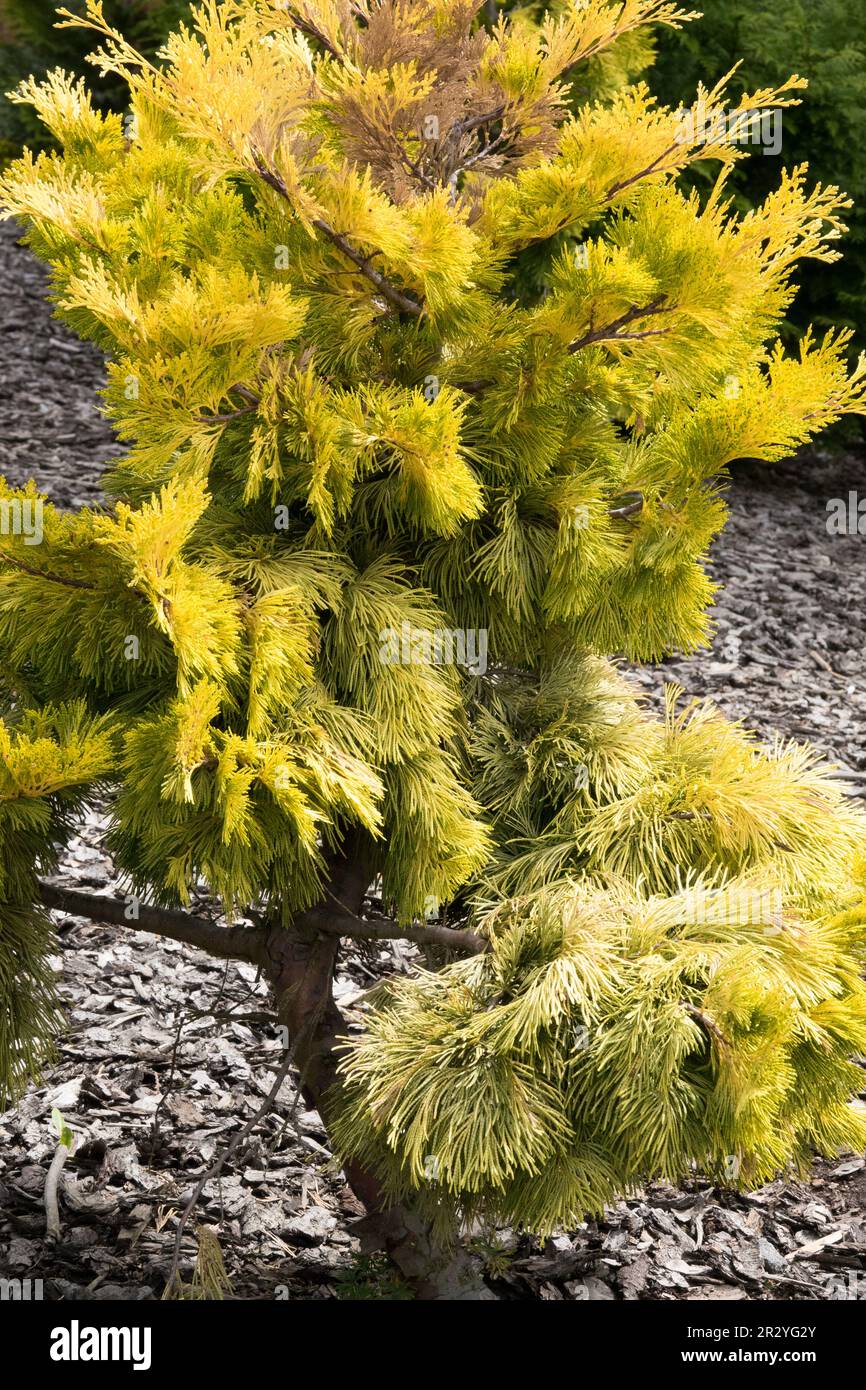 Incense Cedar Tree Calocedrus decurrens "Berrima Gold", Slow growing ...