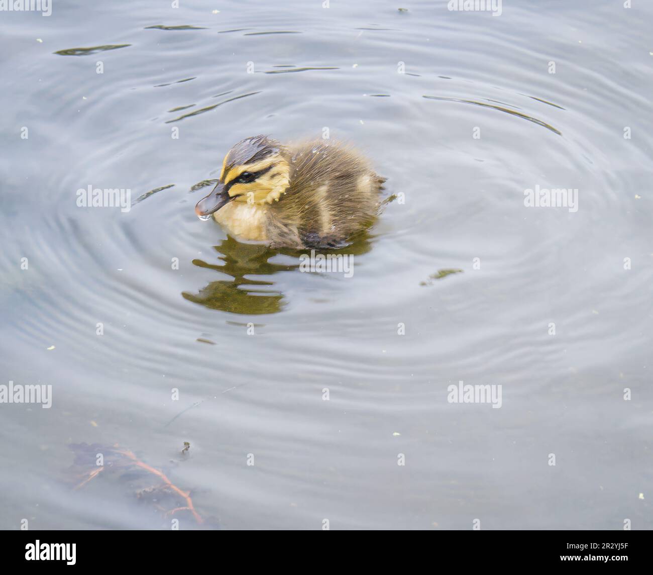 Pacific Blue Duck Chick Pictured In Local Wetlands Stock Photo - Alamy