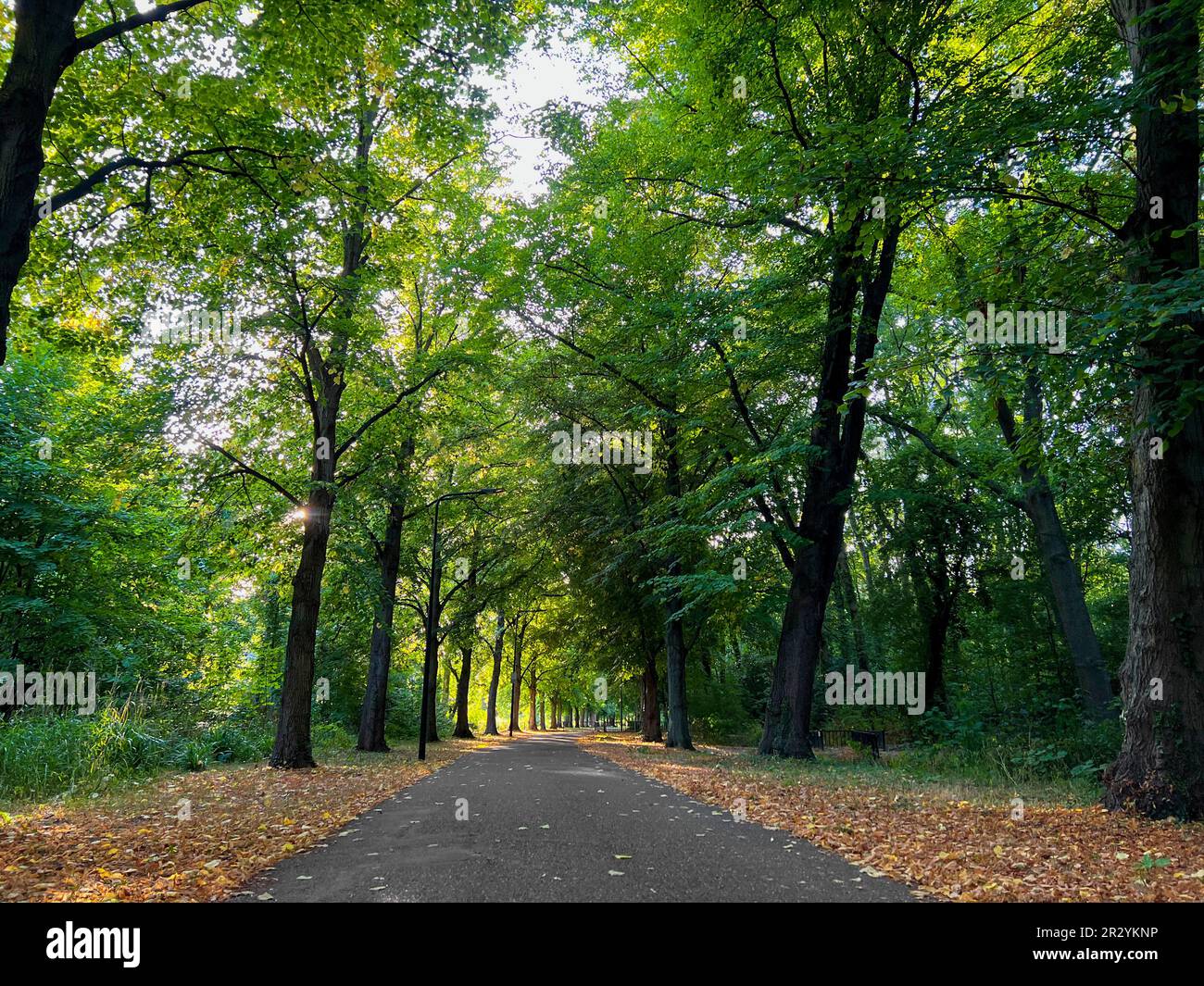 Beautiful landscape with pathway among tall trees in park Stock Photo ...
