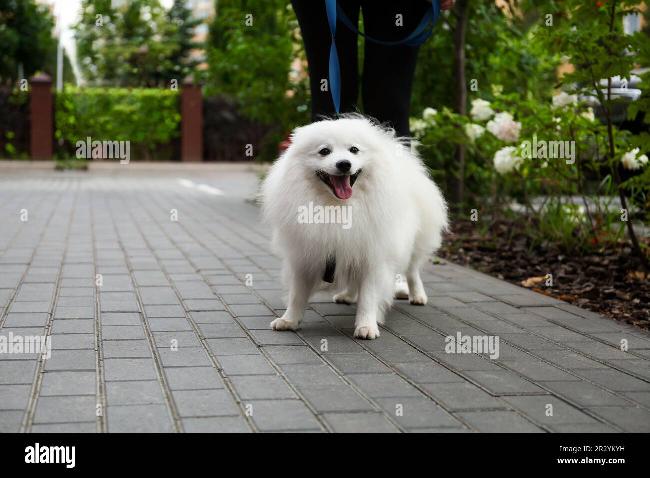 Japanese spitz hi-res stock photography and images - Alamy