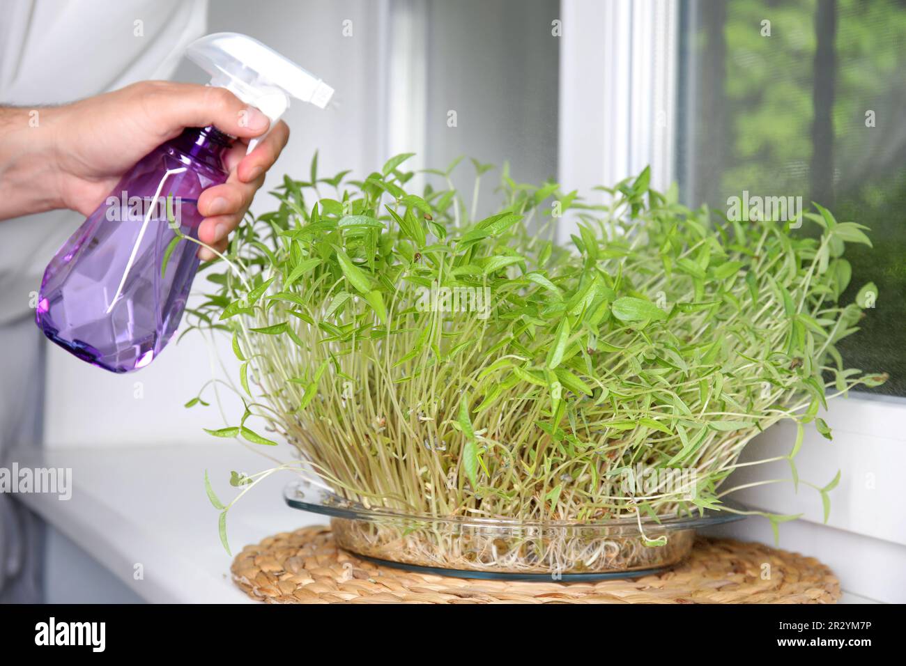 Man spraying mung bean sprouts with water indoors, closeup Stock Photo ...