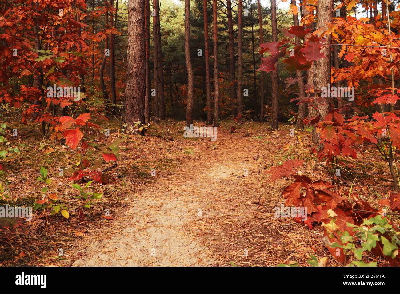 Trail and beautiful trees in forest. Autumn season Stock Photo - Alamy
