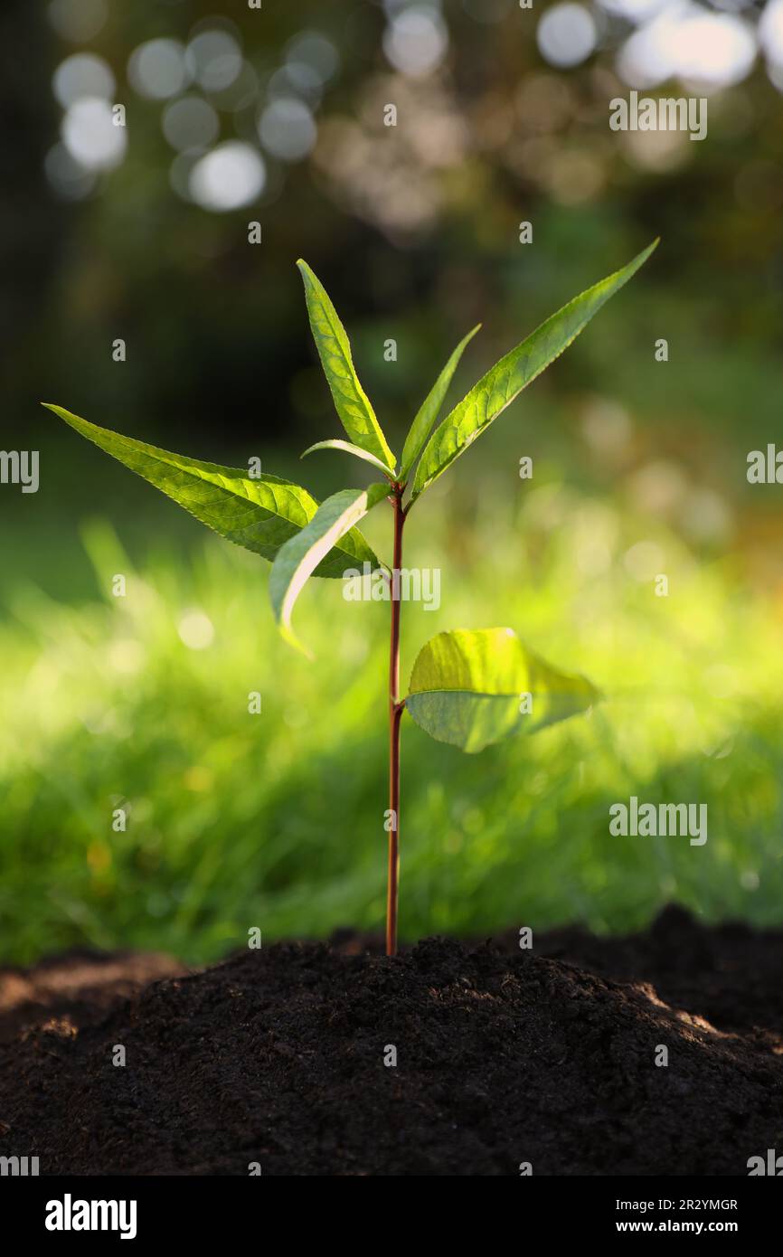 Seedling growing in soil outdoors. Planting tree Stock Photo - Alamy