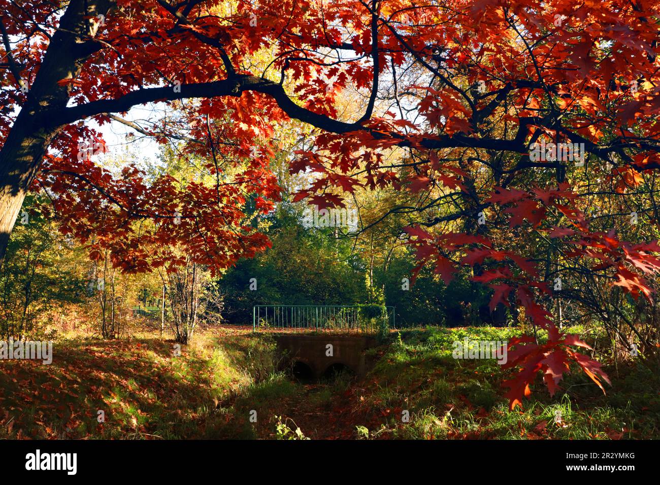 Picturesque view of park with beautiful trees. Autumn season Stock ...
