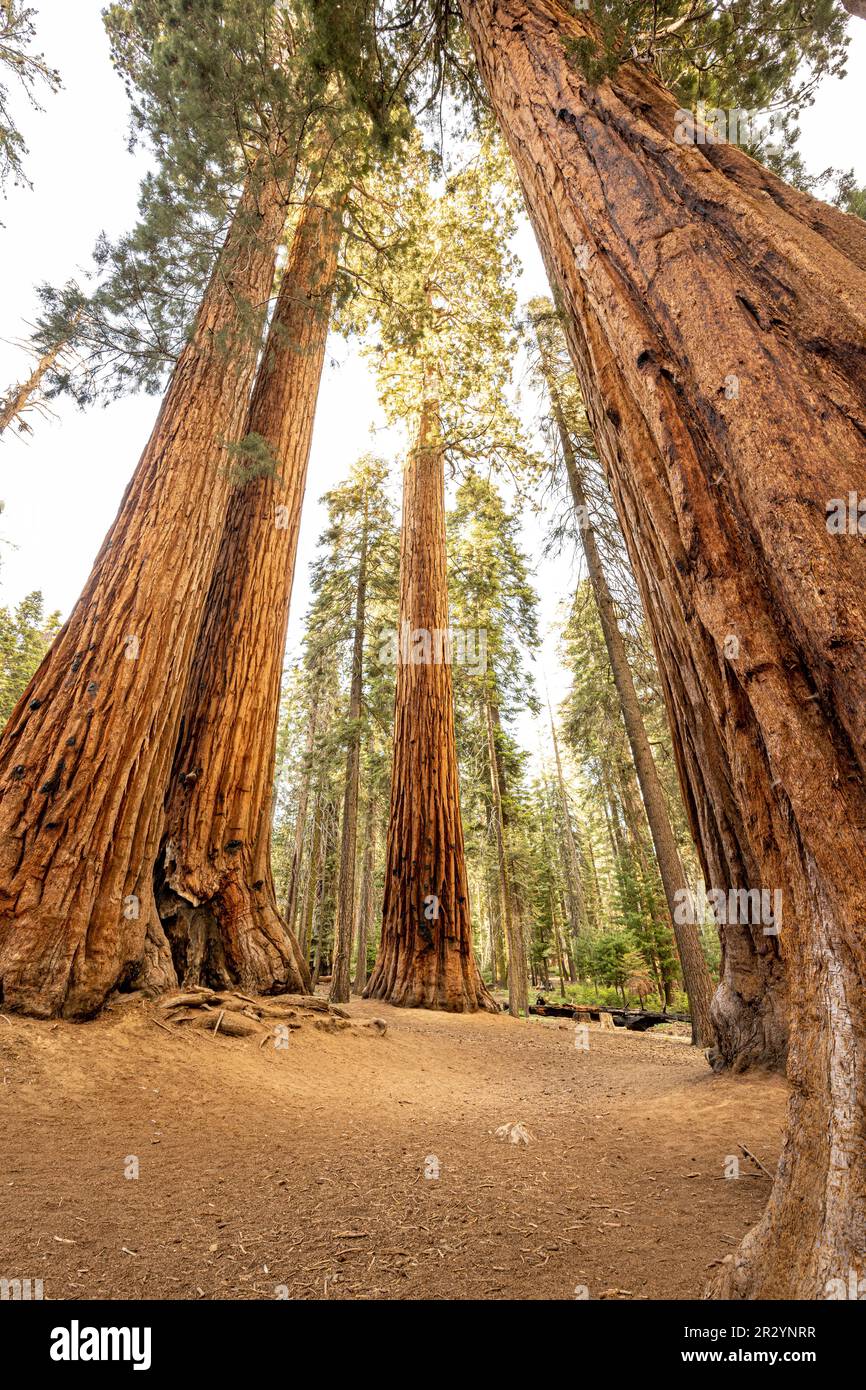 Towering giant sequoias hi-res stock photography and images - Alamy