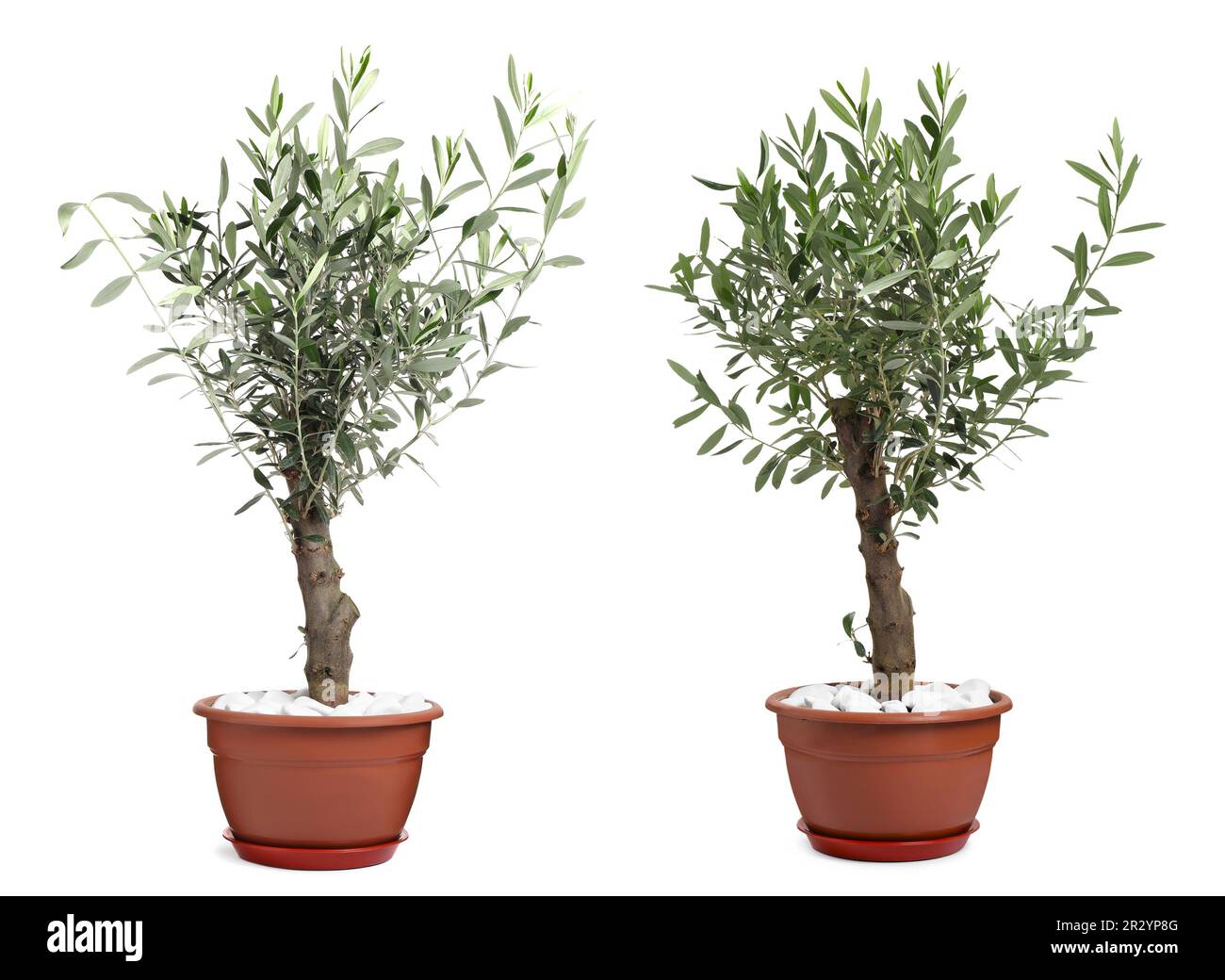 Two white olive branches hi-res stock photography and images - Alamy