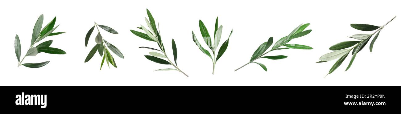 Set of olive twigs with fresh green leaves on white background. Banner ...