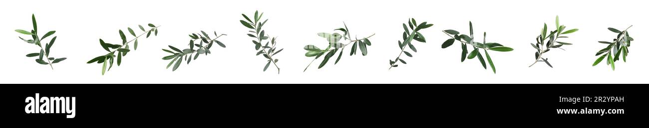 Set of olive twigs with fresh green leaves on white background. Banner ...