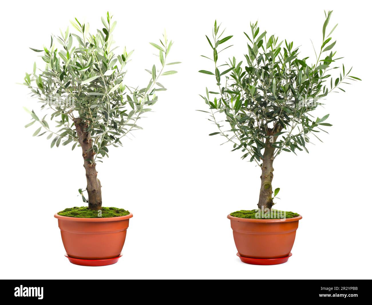 Beautiful potted olive trees on white background, collage Stock Photo ...