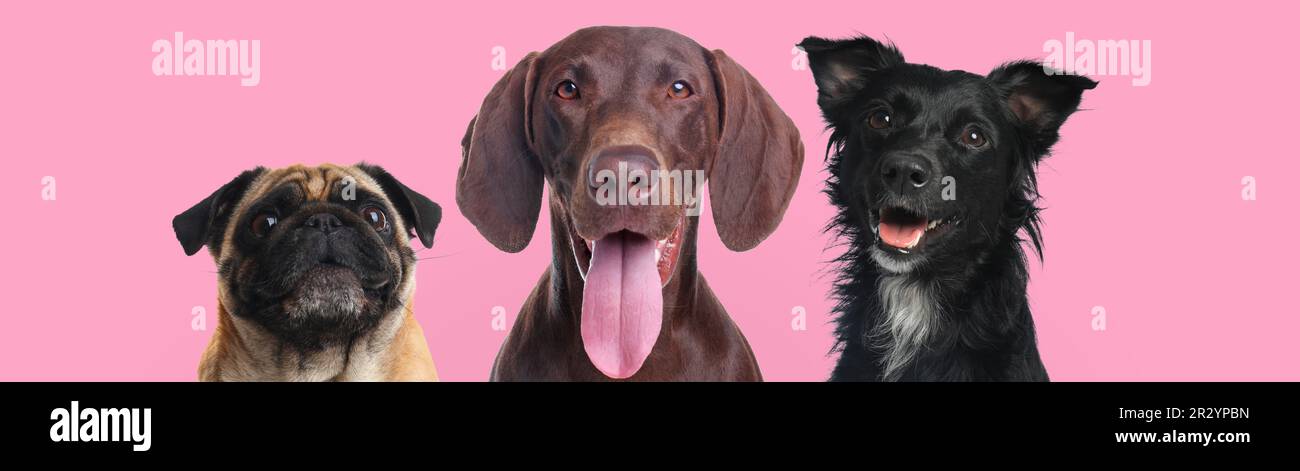 Happy pets. Cute black dog smiling near German Shorthaired Pointer and ...