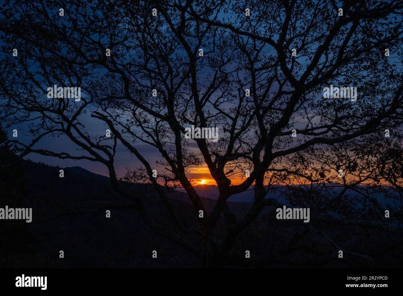 Maze Of Tree Branches Silhouetted At Sun Rise Stock Photo - Alamy