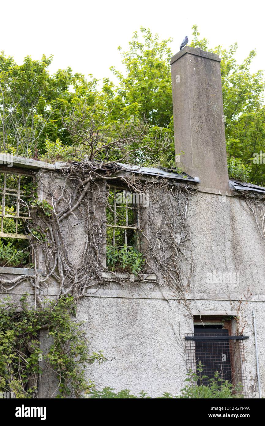 Vine covered ruins of a building on Spike Island in County Cork ...