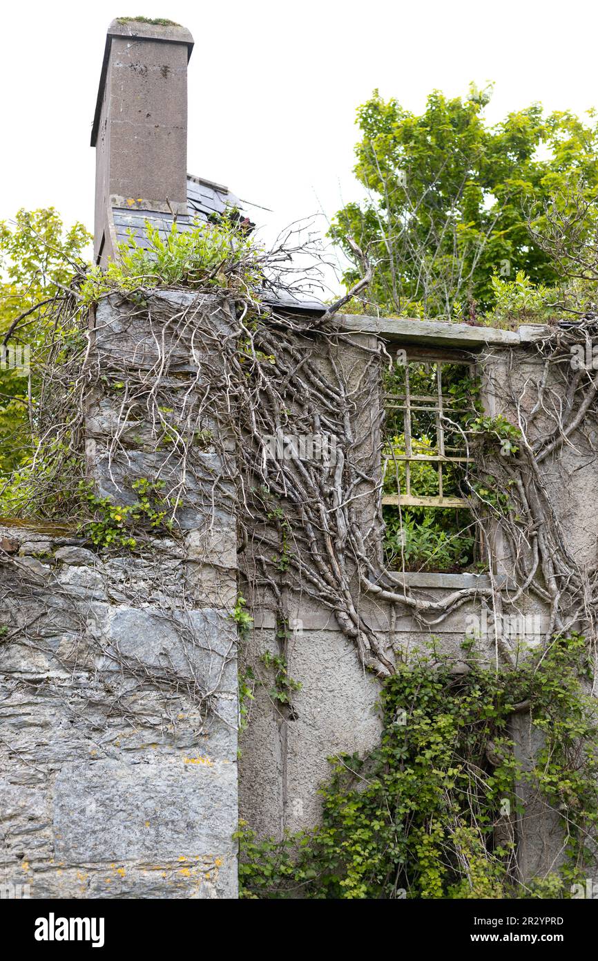 Vine covered ruins of a building on Spike Island in County Cork ...