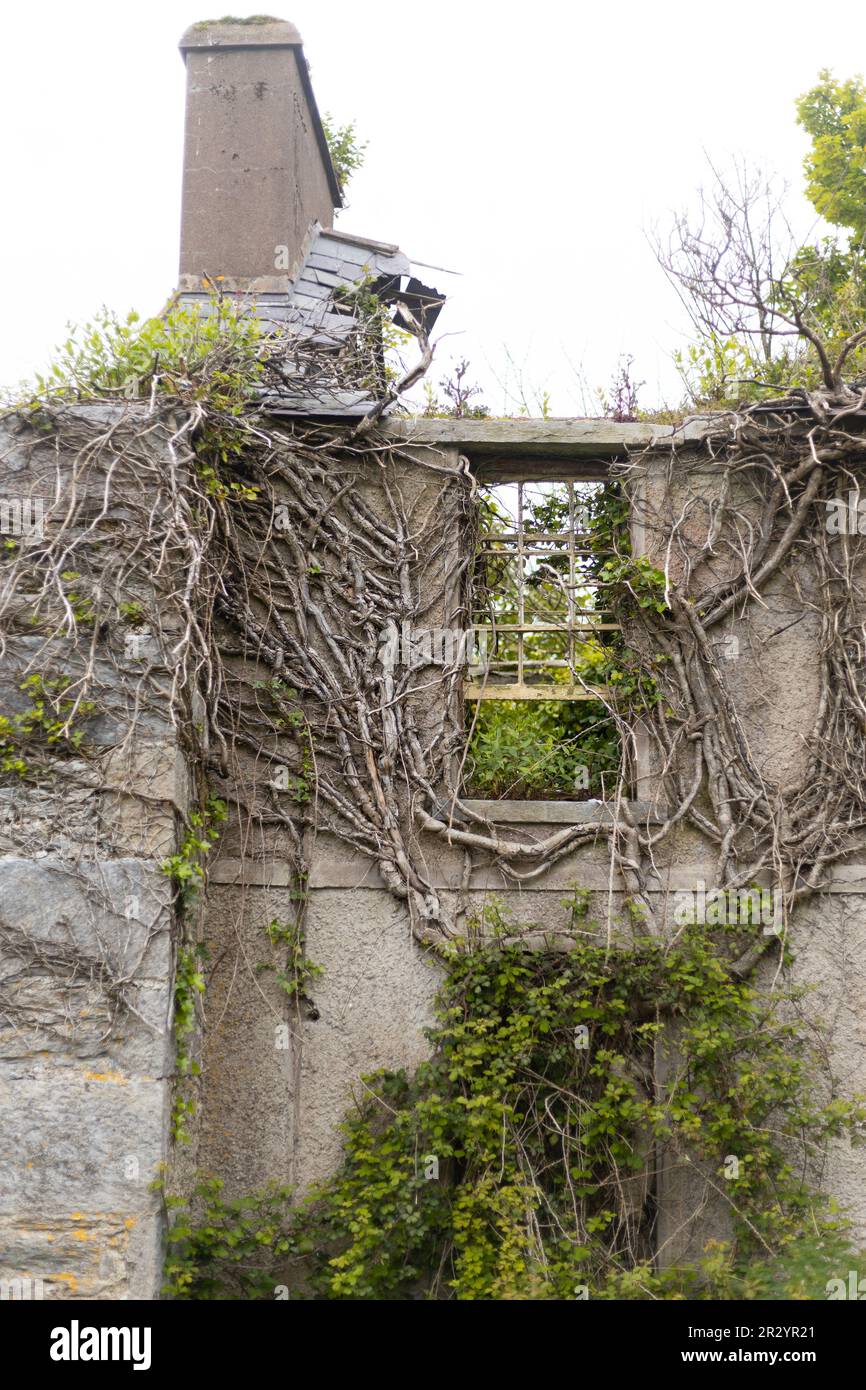 Vine covered ruins of a building on Spike Island in County Cork ...
