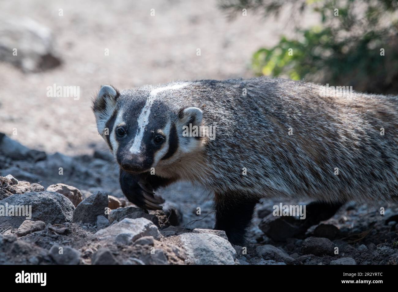 American badger walking on path Stock Photo - Alamy