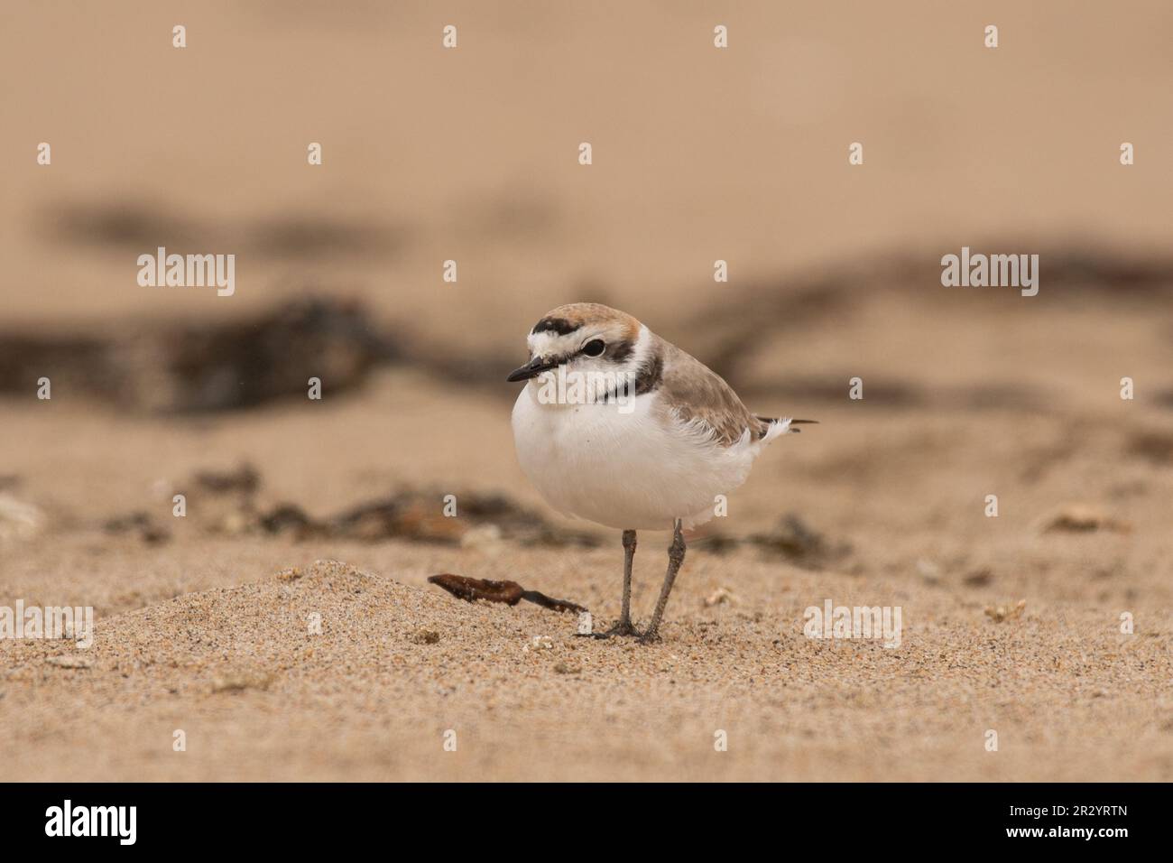 Snowy plover on the beach Stock Photo - Alamy