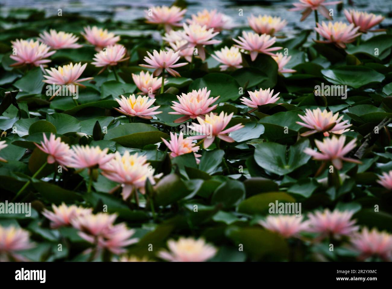A view of the bloom of water lily in a park in Hangzhou in east China's ...