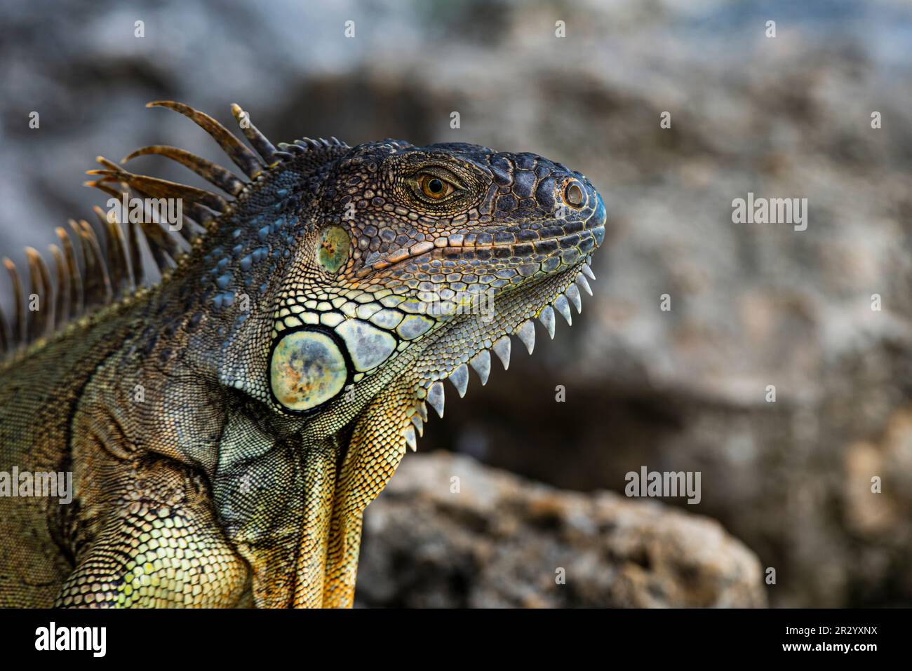 Close-up of the head of an iguana. Iguana dragon. Iguana lizard on a ...