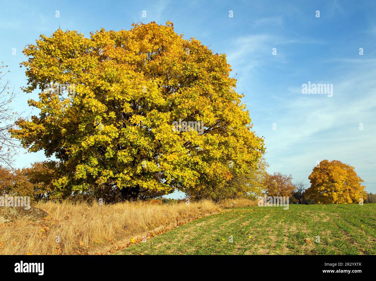 Maple tree landscape nature hi-res stock photography and images - Alamy